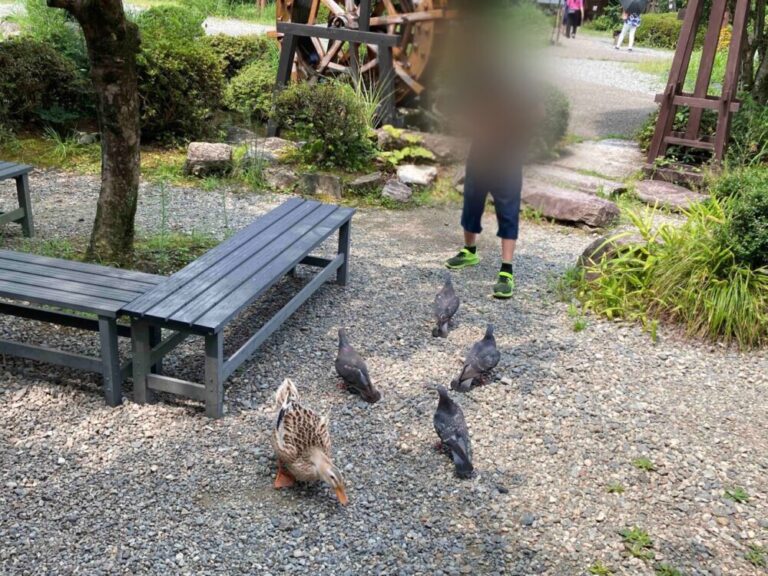 下呂温泉合掌村の森の滑り台（全長175メートル）で遊んできた【壮絶体験談】 | hachiko85ライフ